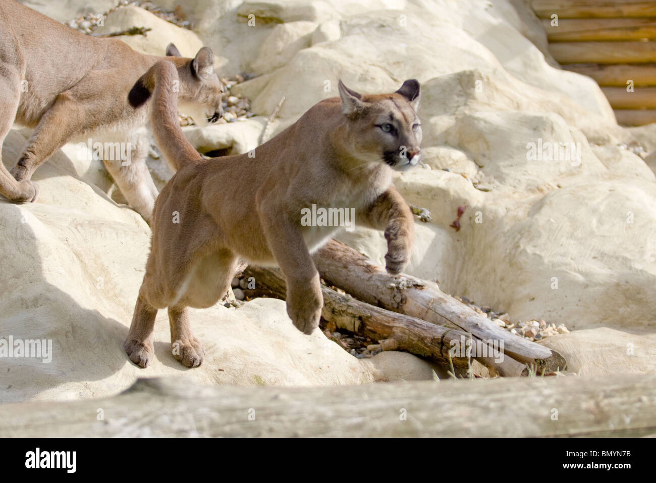 Leaping lion hi-res stock photography and images - Alamy
