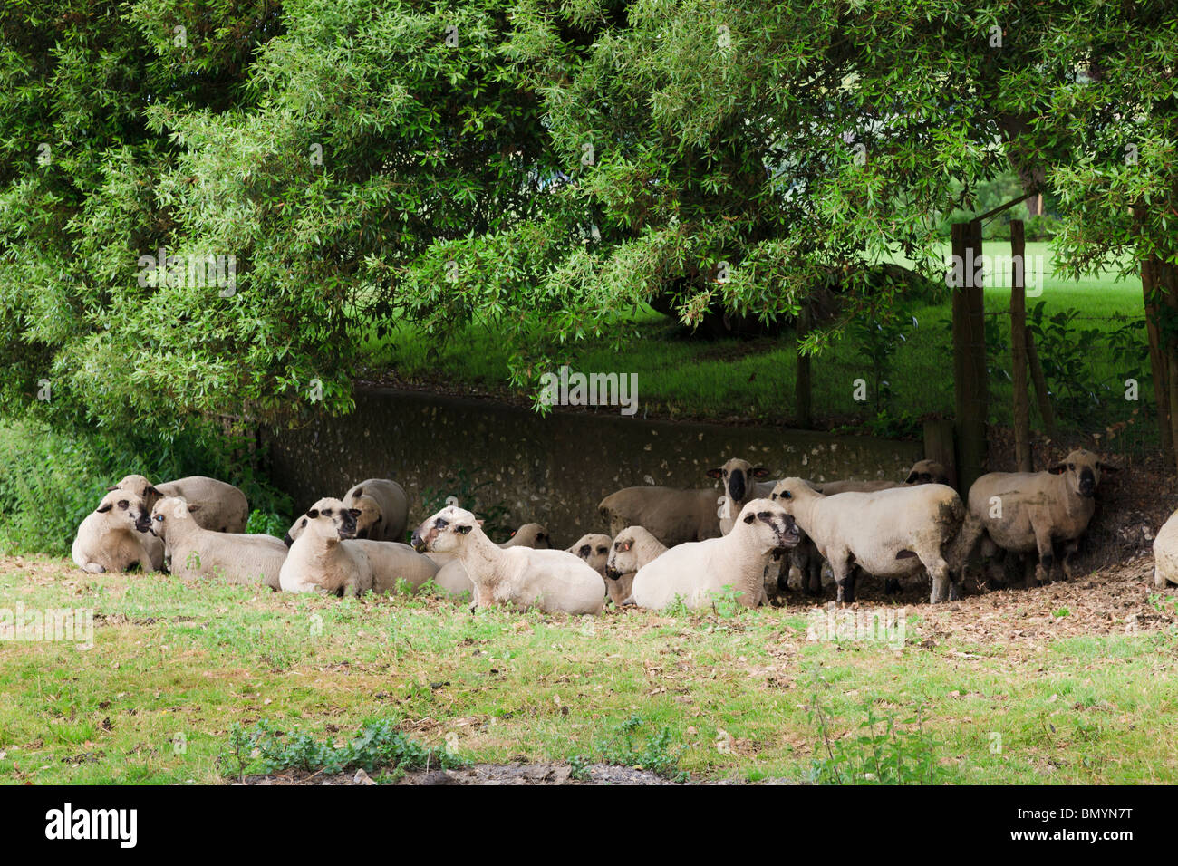 Shorn animals hi-res stock photography and images - Alamy