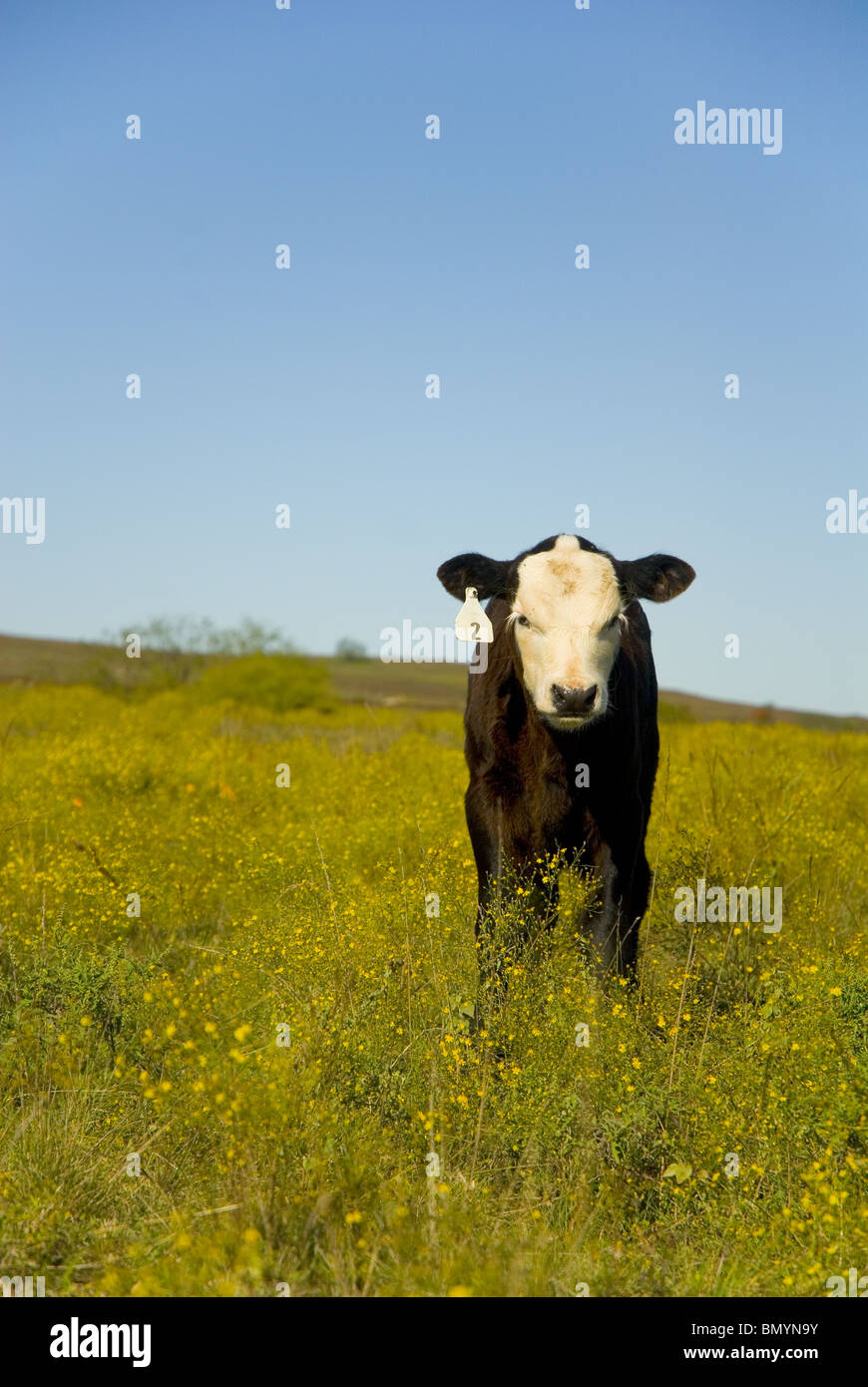 White faced cow hi-res stock photography and images - Alamy