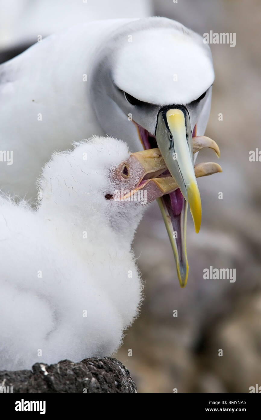 Shy Albatross (Thalassarche cauta) feeds albino chick the remains of ...