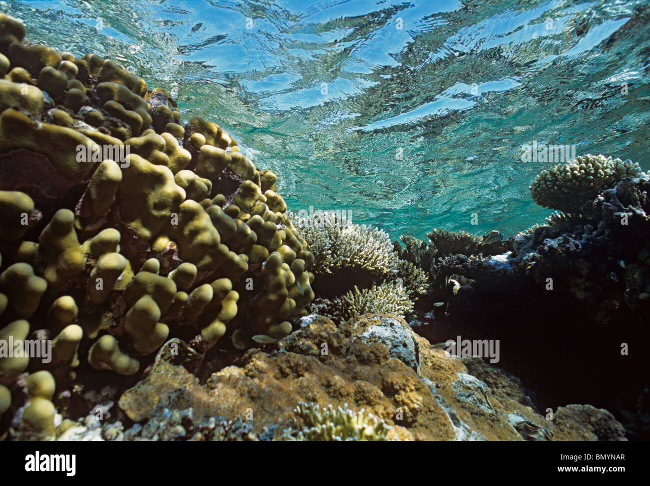 Reef table hi-res stock photography and images - Alamy