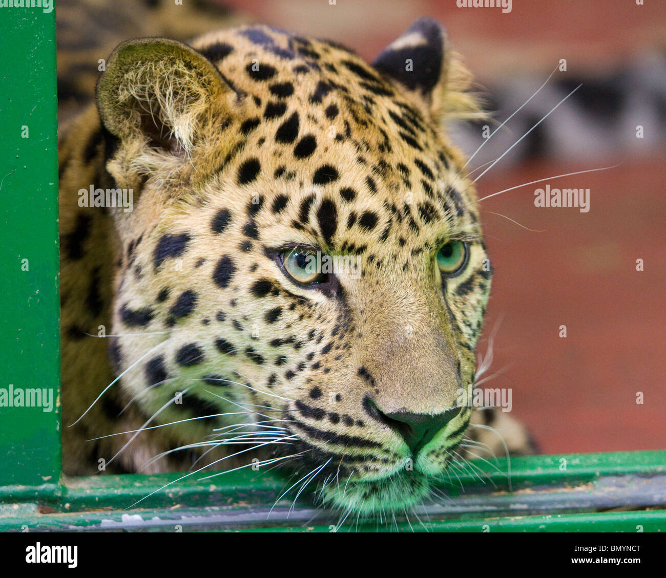 Male Amur Leopard Cub Stock Photo - Alamy
