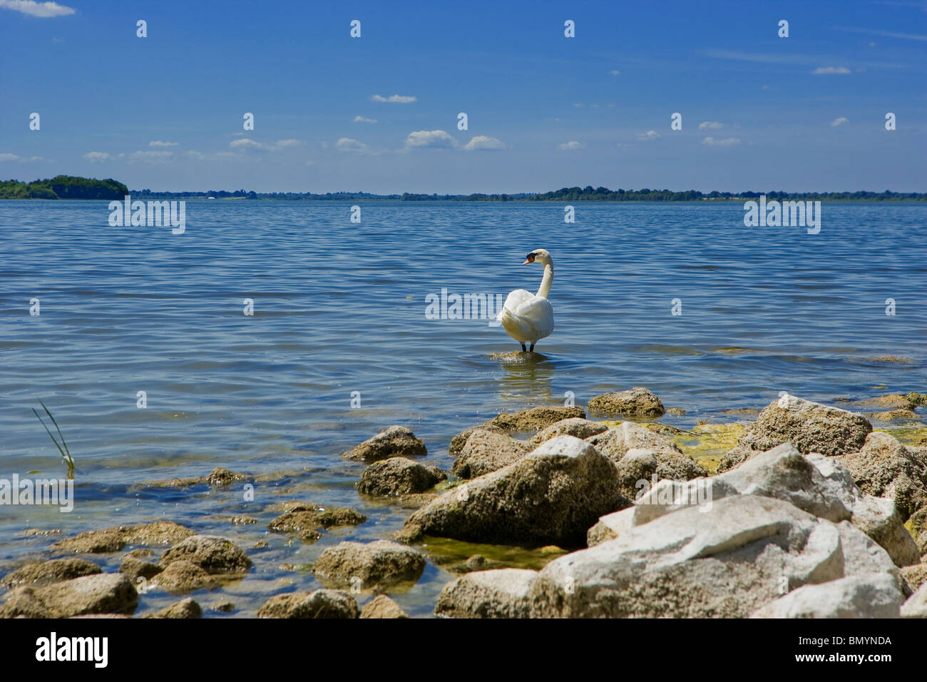 view of Irish lake with swan Stock Photo - Alamy