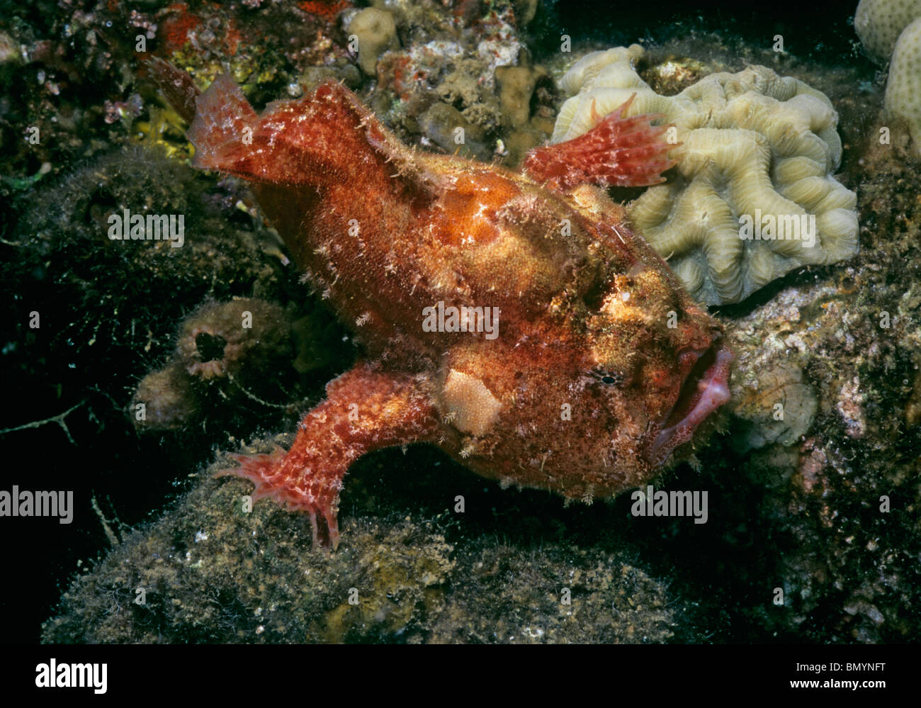 Camouflaged Juvenile Frogfish (Antennarius Coccineus) - Eilat, Israel ...