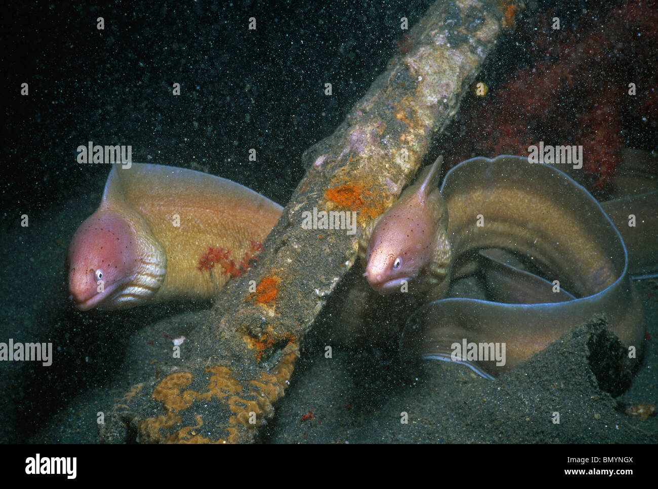 A pair of Grey Moray Eel (Siderea grisea) , North Beach, Eilat, Israel ...