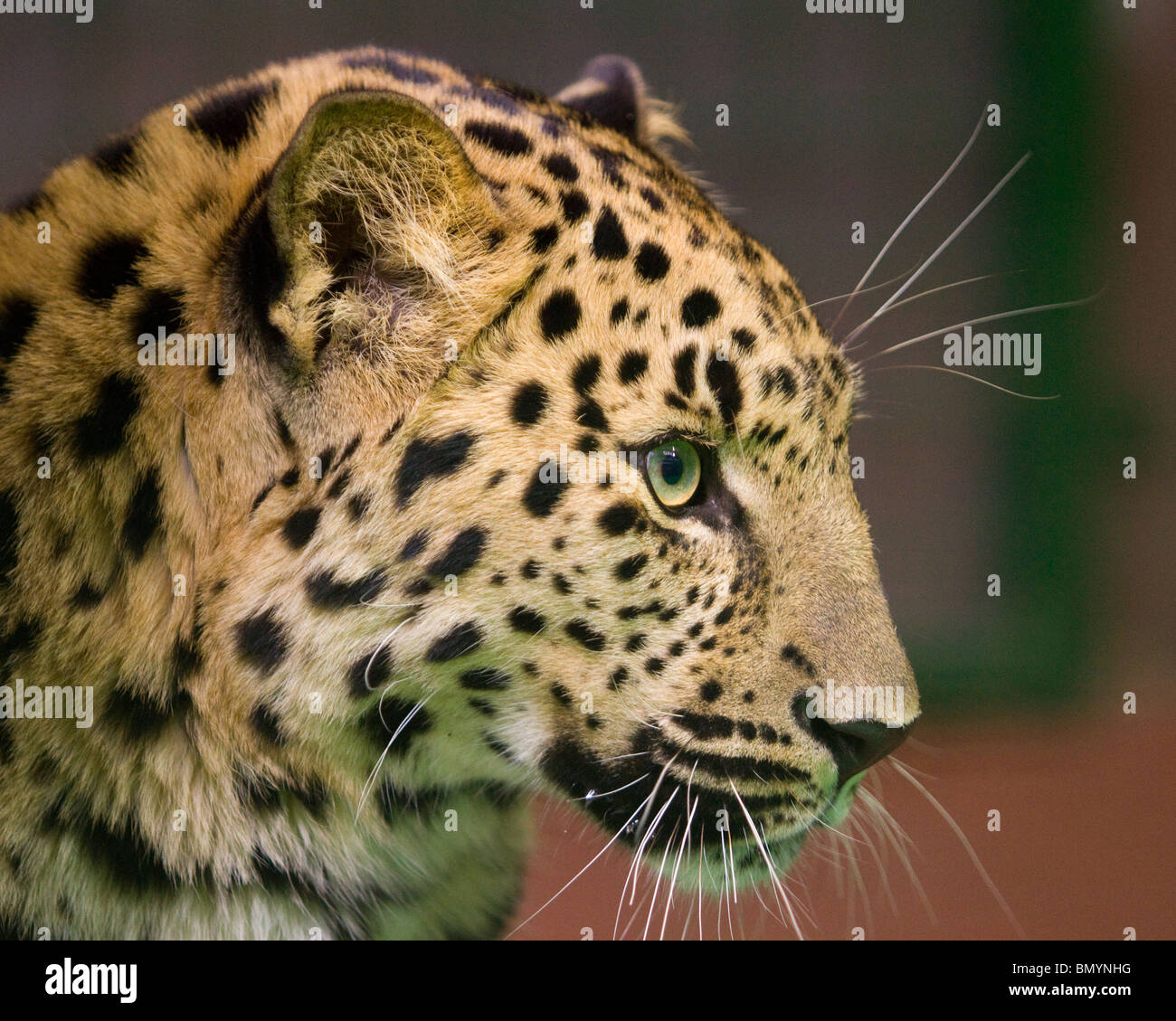 Amur leopard cub hi-res stock photography and images - Alamy