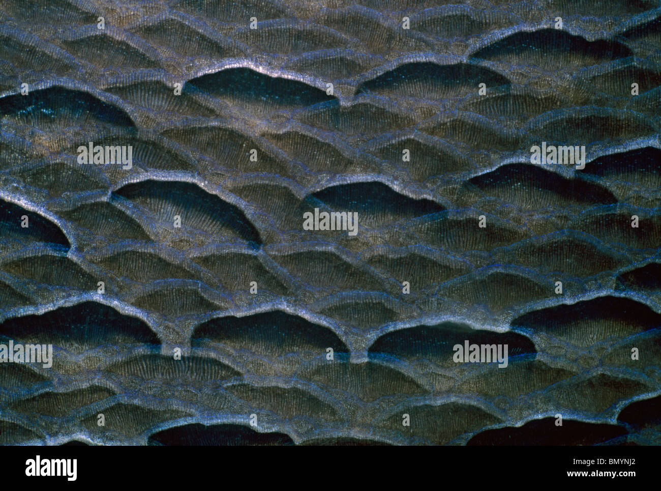 Arabian Angelfish-Skin (Pomacanthus Asfur). Egypt - Red Sea Stock Photo ...