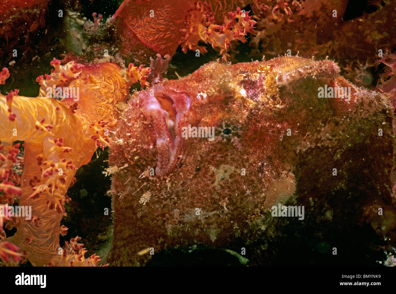 Scarlet anglerfish hi-res stock photography and images - Alamy