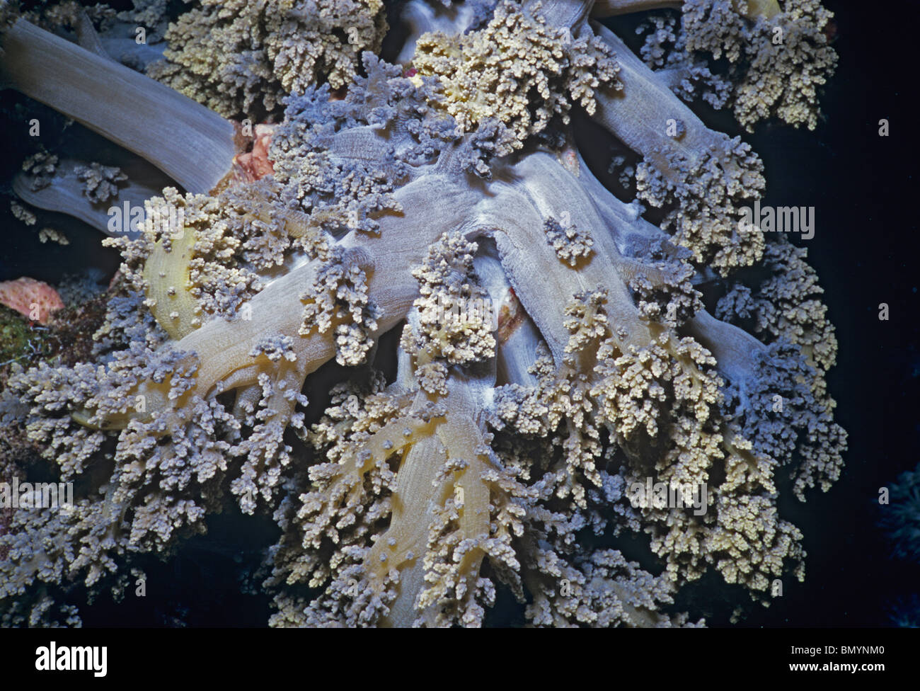 Dendronephthya hi-res stock photography and images - Alamy