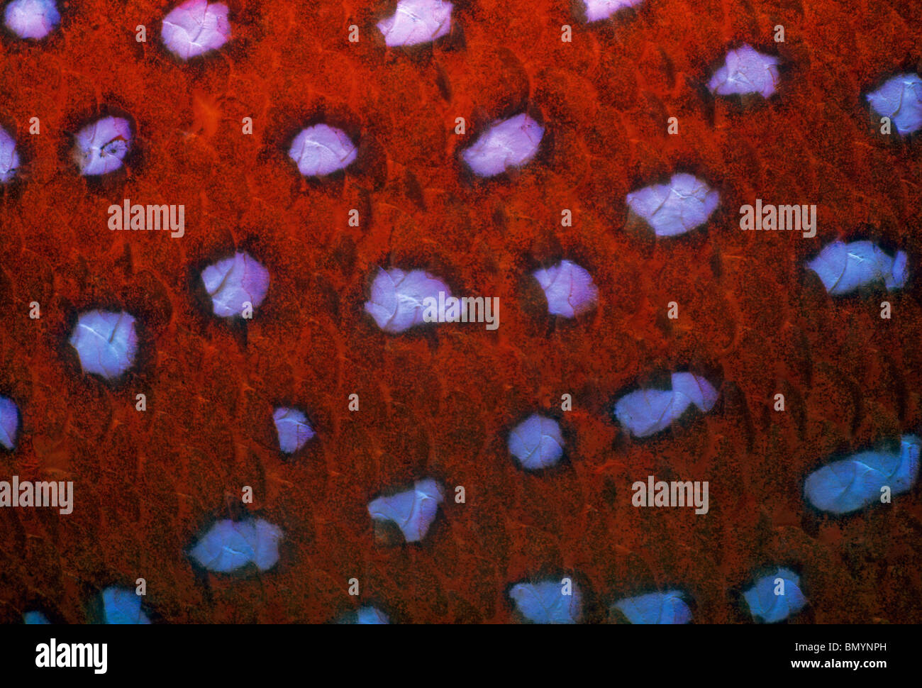 Jewel Grouper -Skin (Cephalopholis miniata). Egypt - Red Sea Stock ...