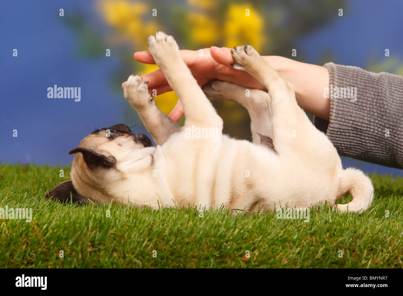 Human puppy hi-res stock photography and images - Alamy