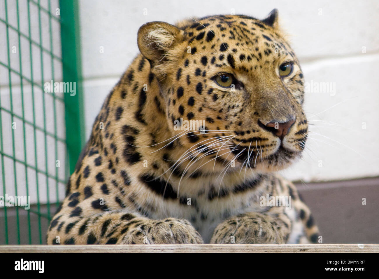 Adult male Amur Leopard Stock Photo - Alamy