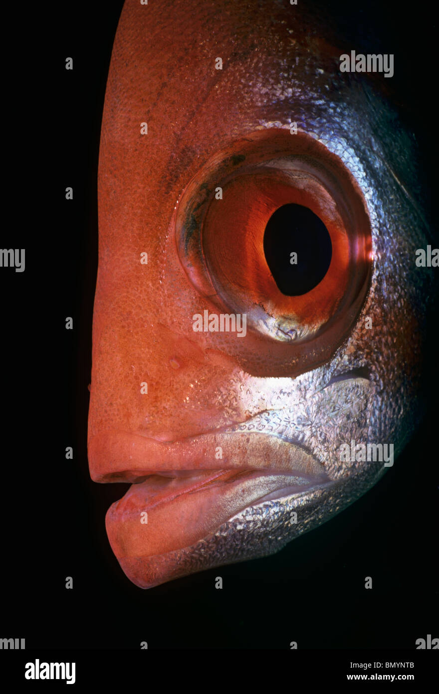 Moontail bullseye fish hi-res stock photography and images - Alamy