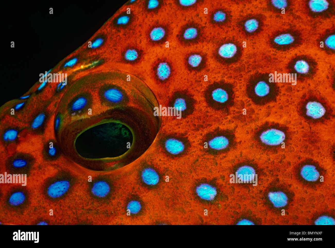 Jewel Grouper-Eye (Cephalopholis miniata). Egypt - Red Sea Stock Photo ...