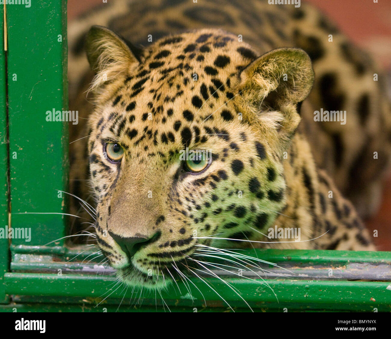 Male Amur Leopard cub Stock Photo - Alamy