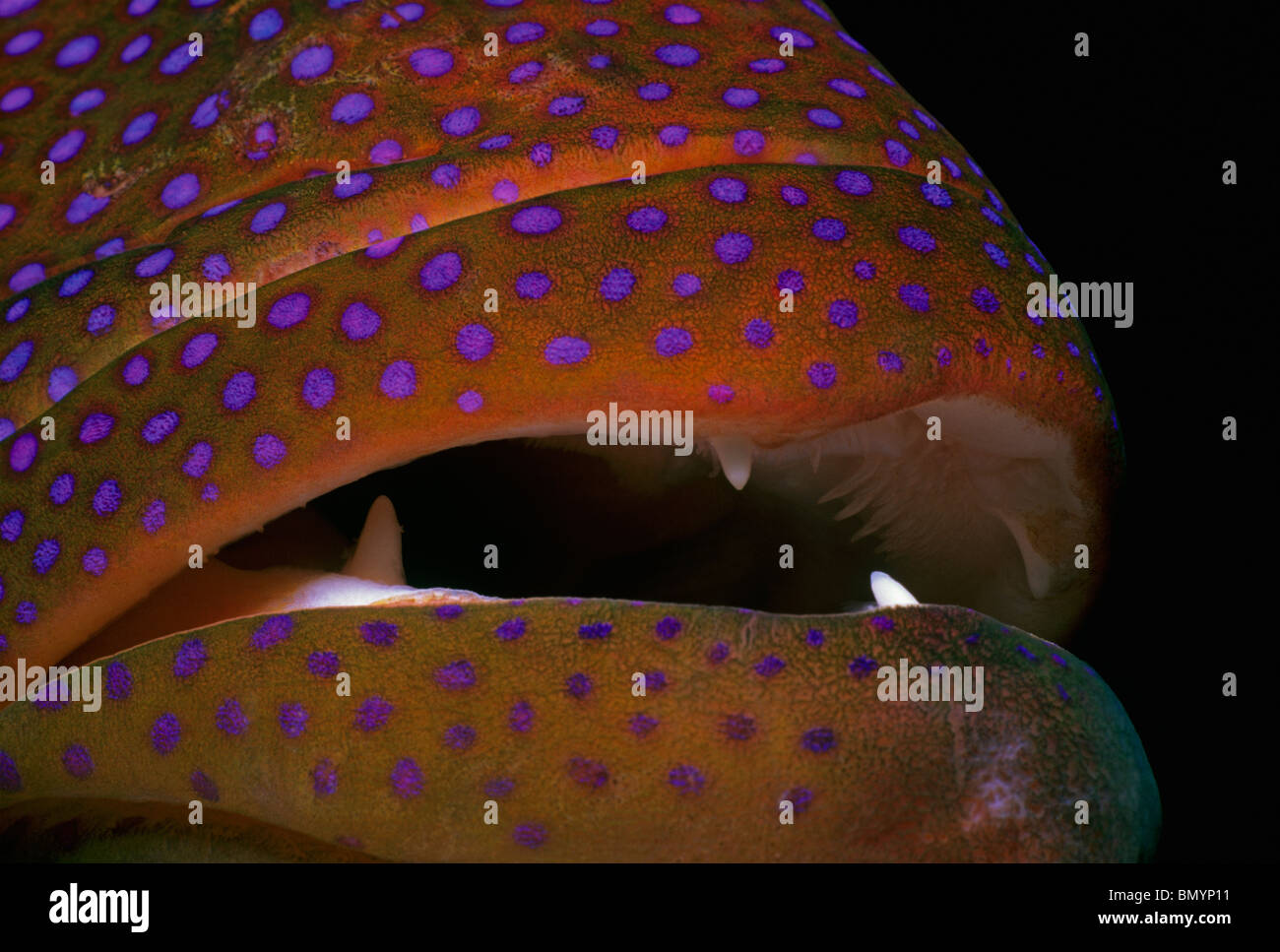 Grouper mouth hi-res stock photography and images - Alamy