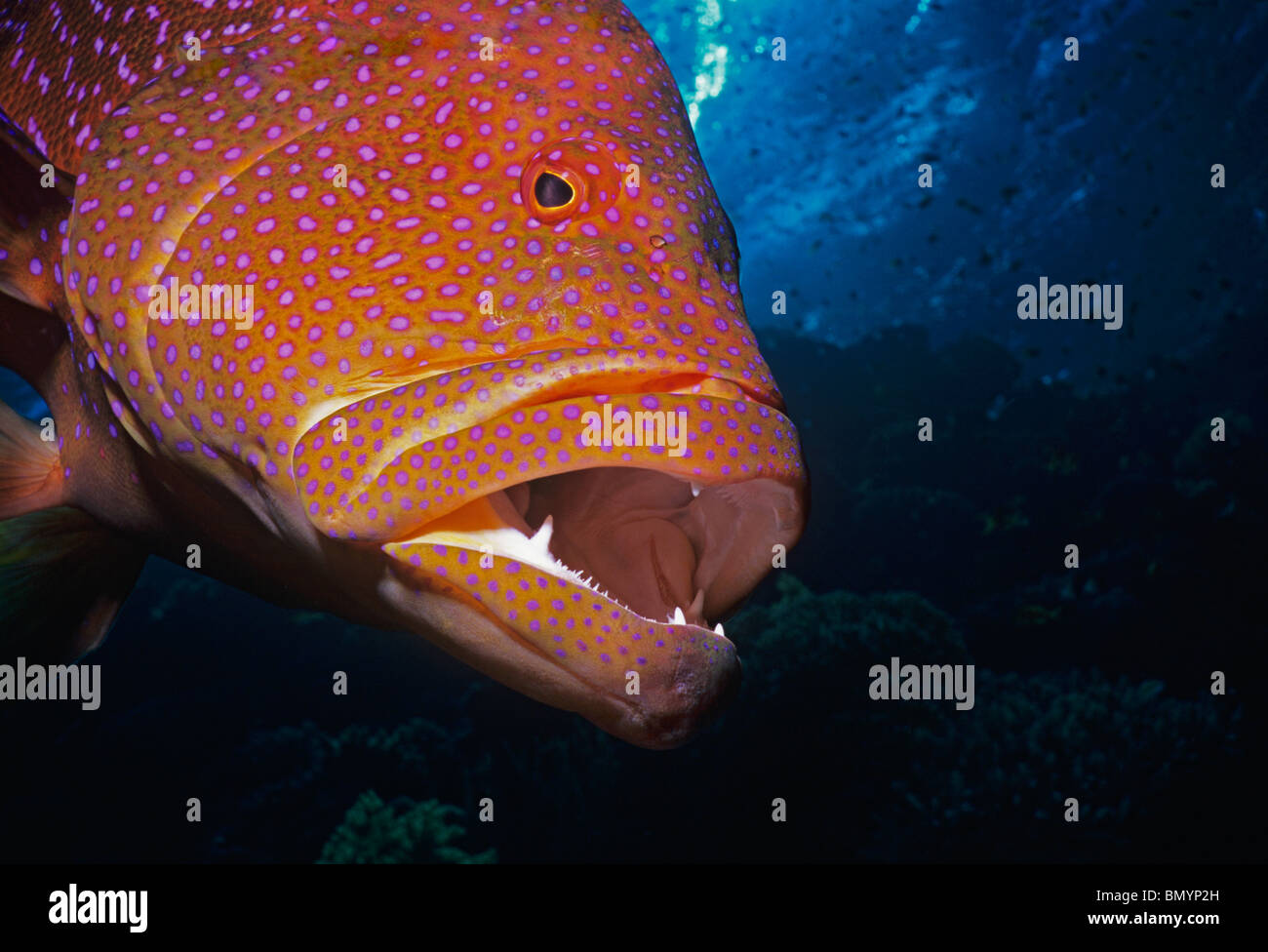 Lunartail Grouper (Variola louti). Egypt - Red Sea Stock Photo - Alamy