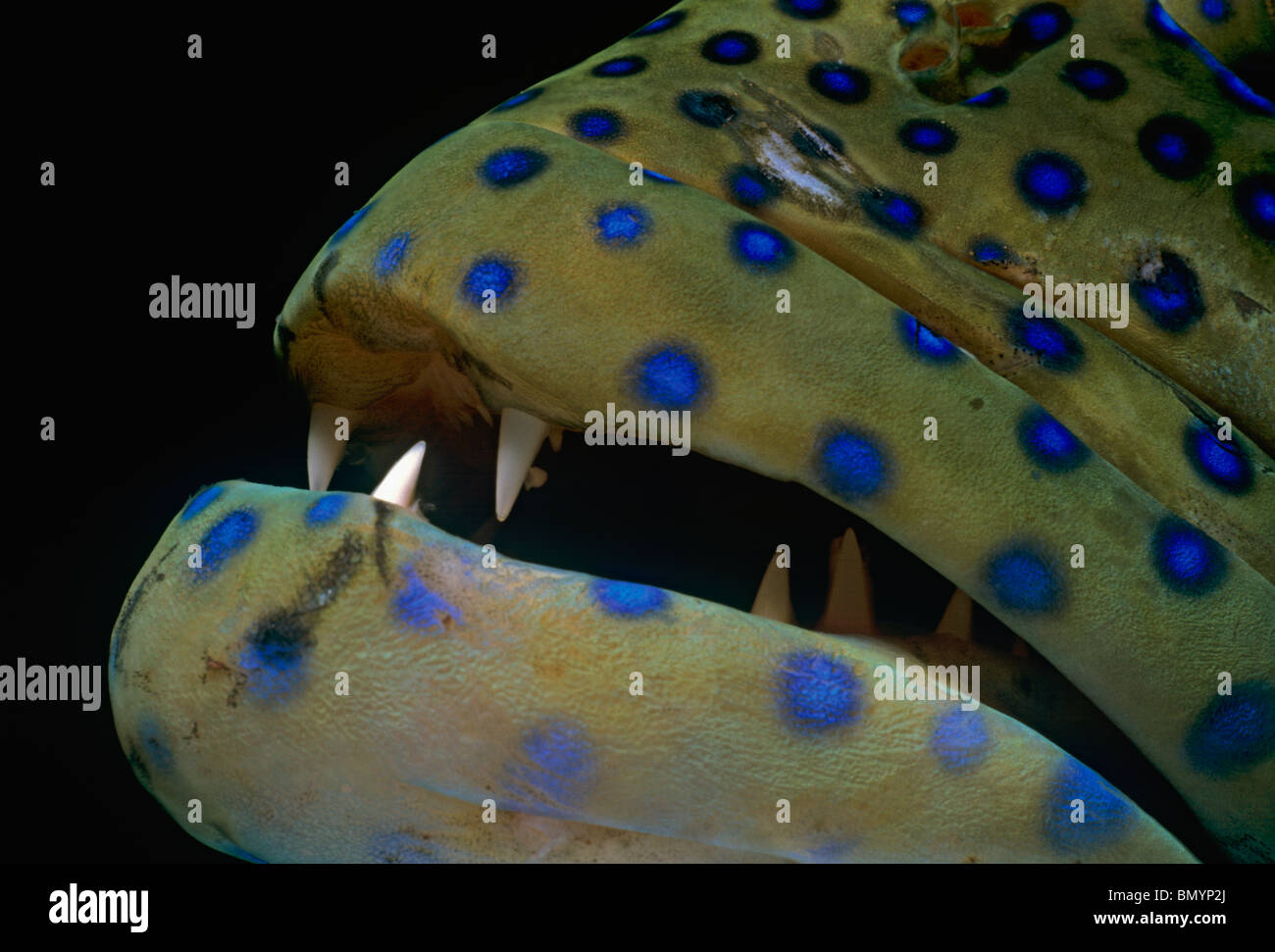 Grouper fish teeth hi-res stock photography and images - Alamy