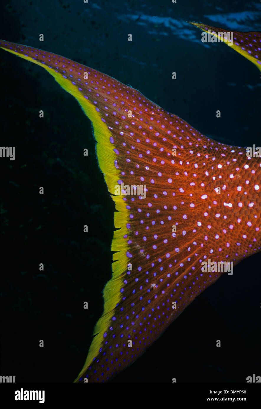 Lunartail Grouper (Variola louti) - Tail Fin. Egypt - Red Sea Stock ...