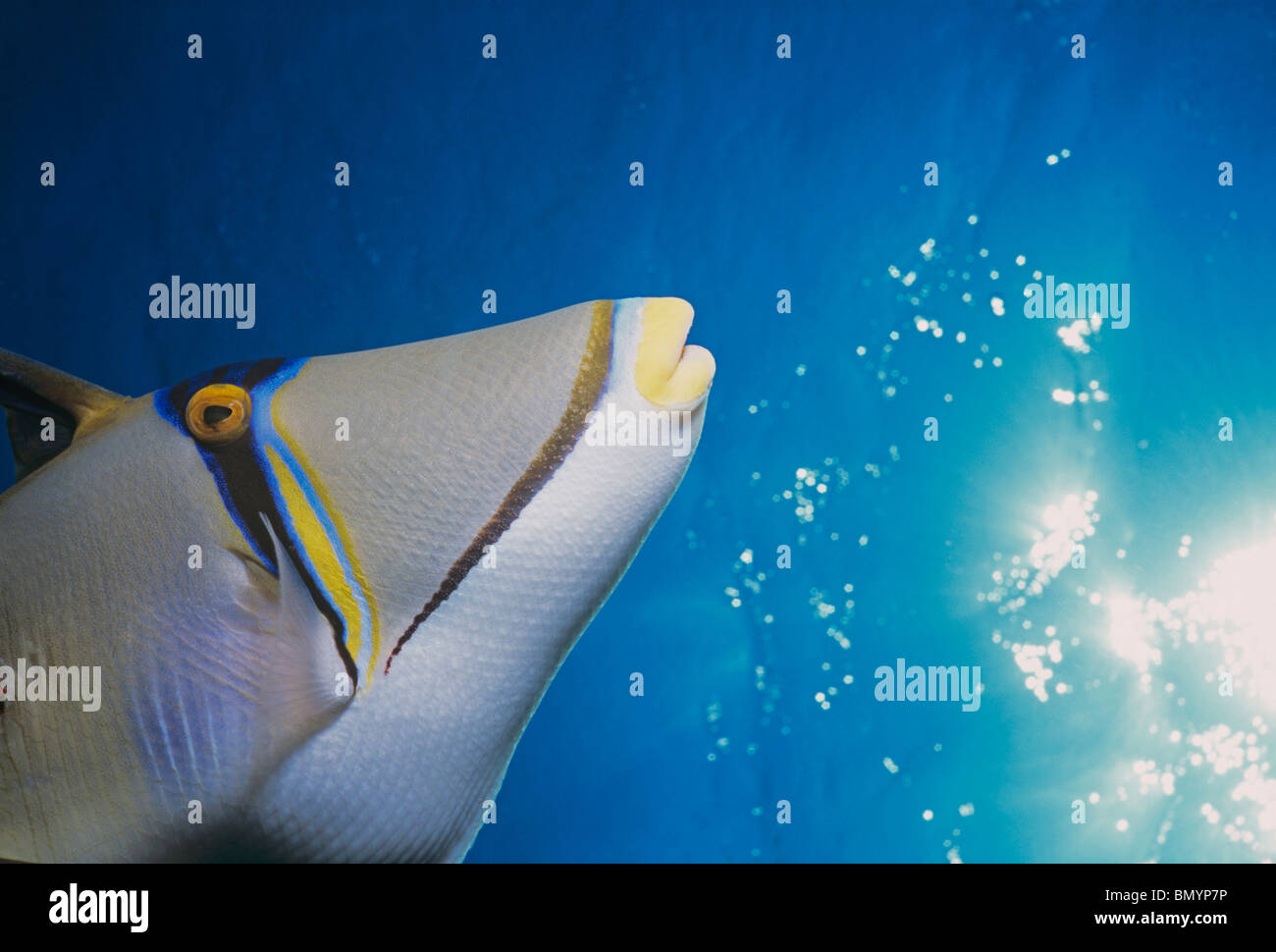 Picasso Triggerfish (Rhinecanthus assisi). Egypt - Red Sea Stock Photo ...