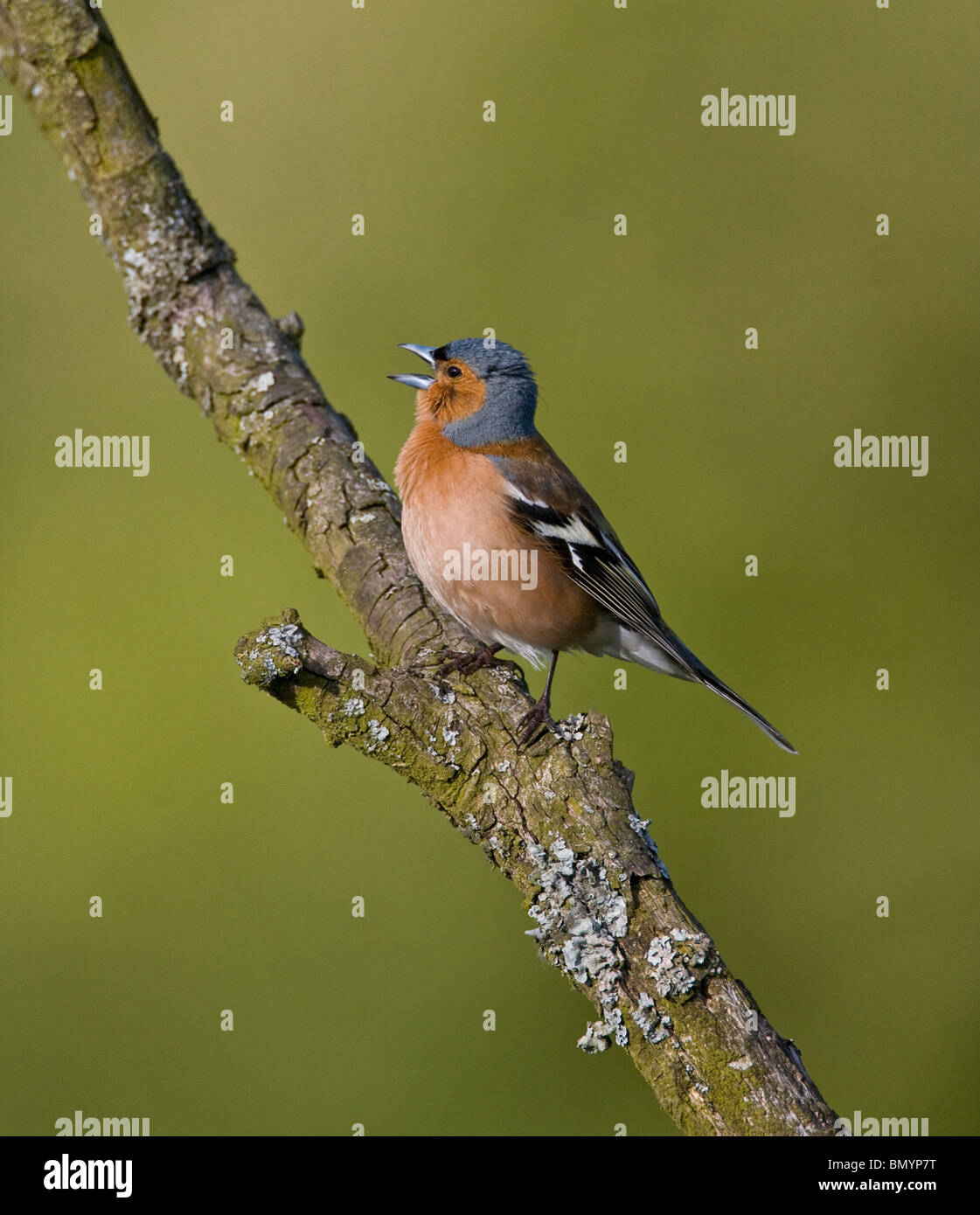 CHAFFINCH SAT ON PERCH SINGING Stock Photo - Alamy
