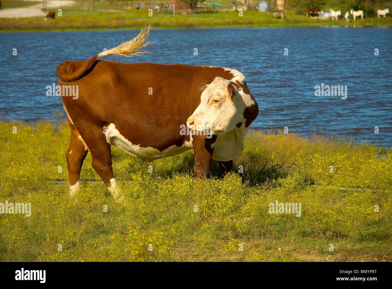 Cow keeping hi-res stock photography and images - Alamy