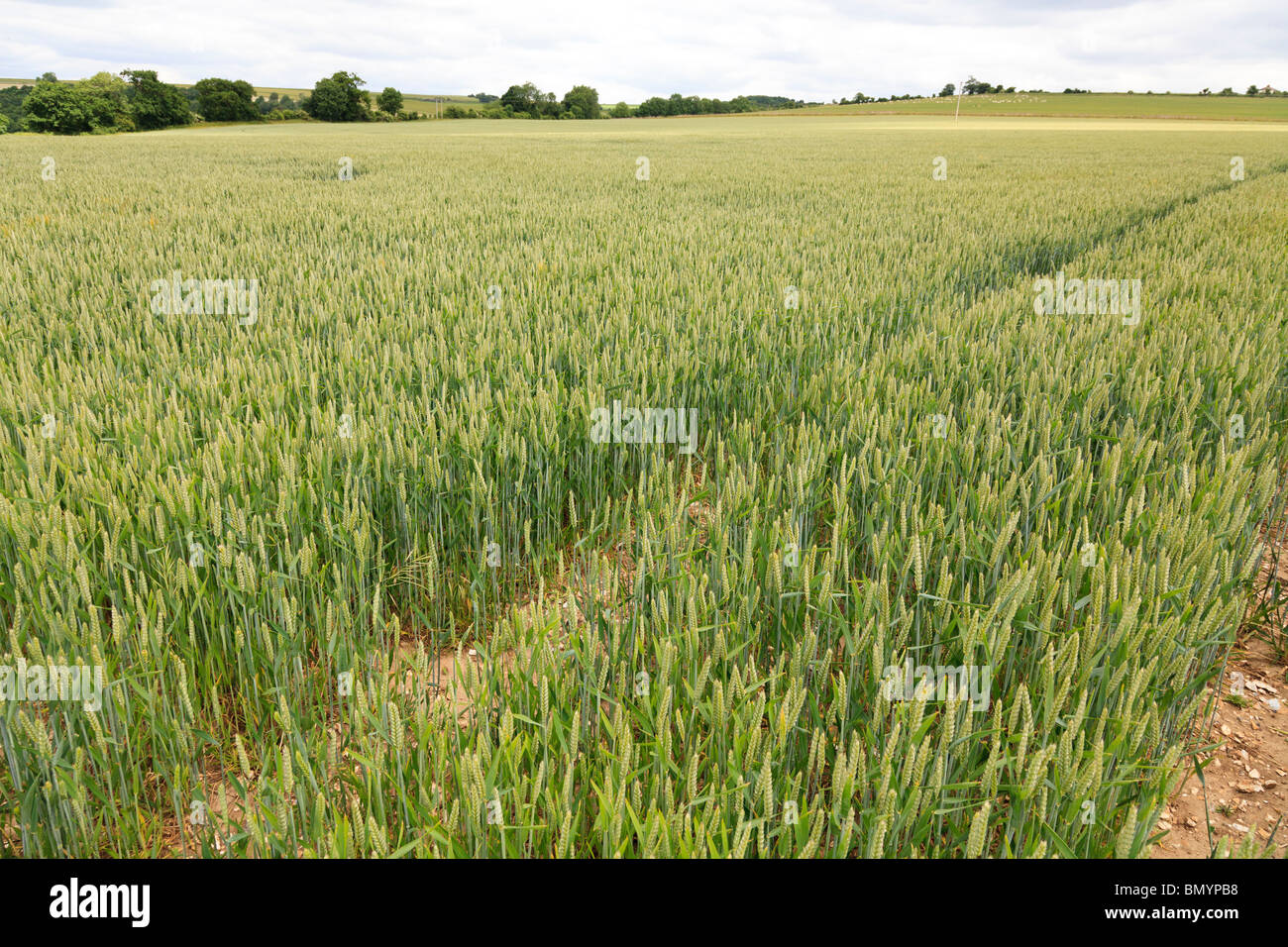 British corn field hi-res stock photography and images - Alamy