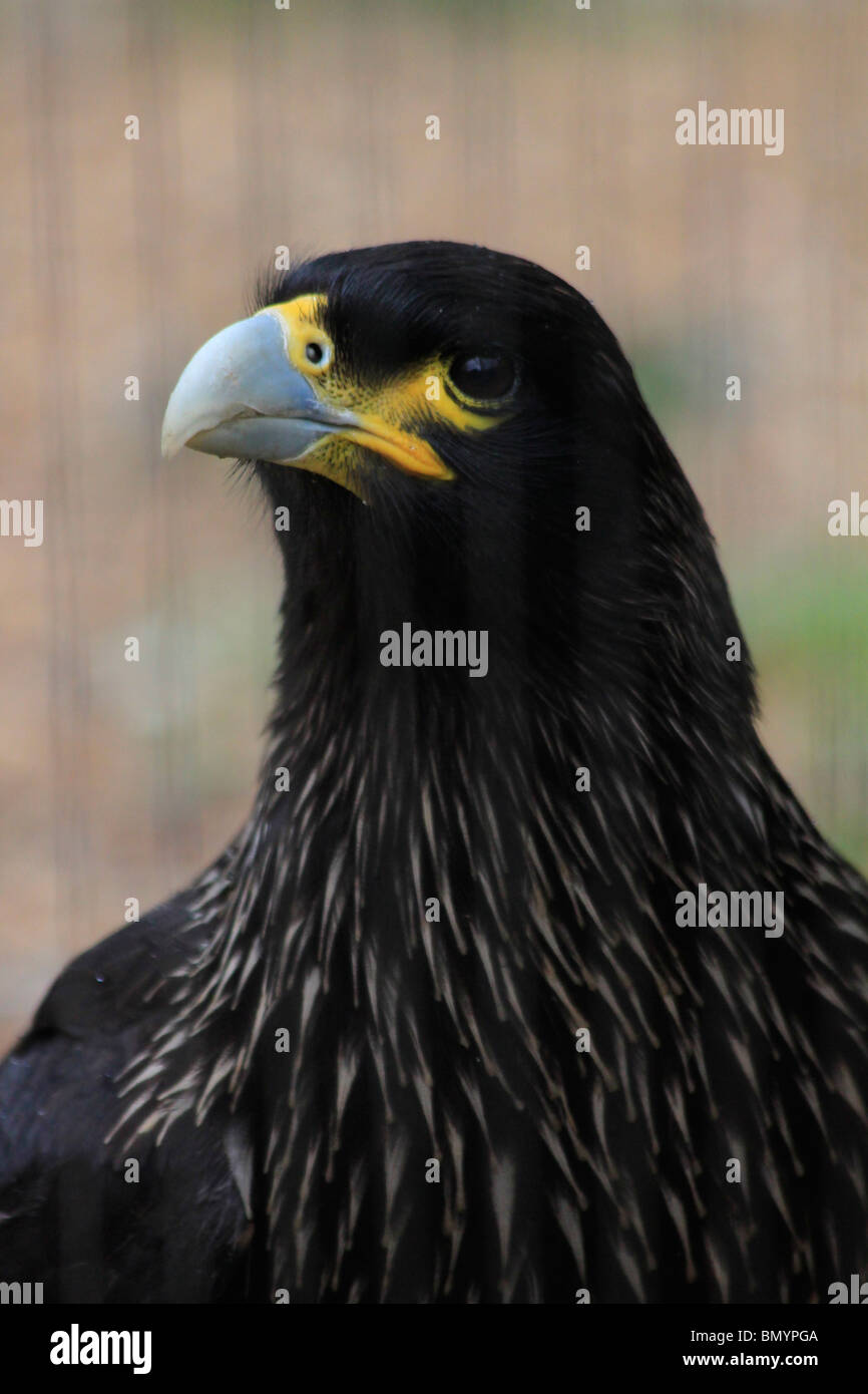 Hawk at London Zoo Stock Photo - Alamy
