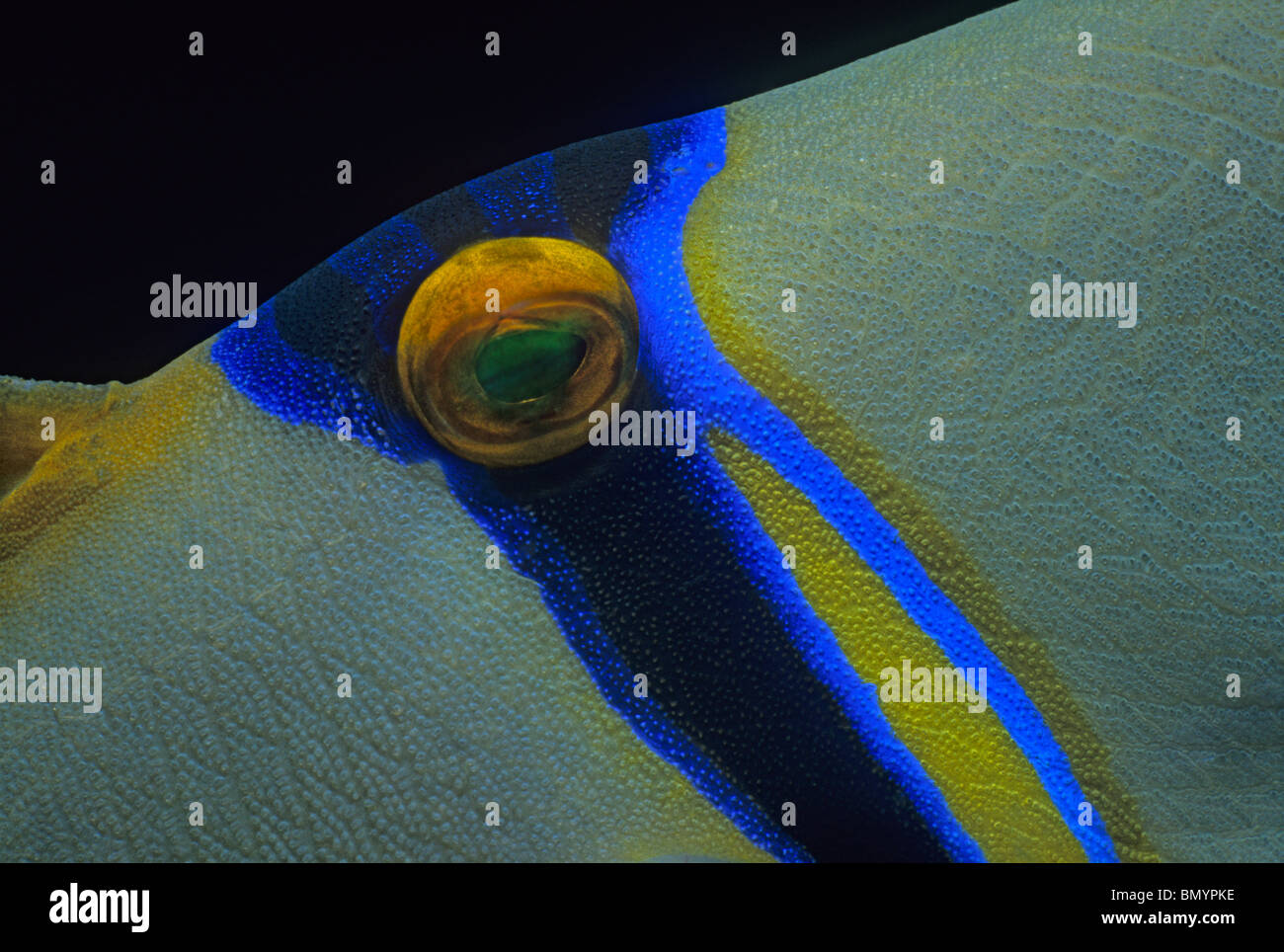 Picasso Triggerfish - Eye (Rhinecanthus assasi). Egypt - Red Sea Stock ...