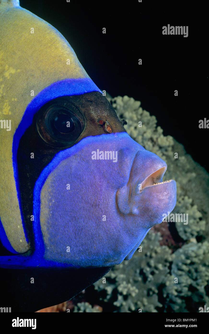 Emperor Angelfish (Pomacanthus imperator). Egypt - Red Sea Stock Photo ...