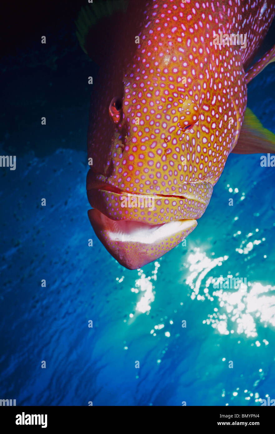 Lunartail Grouper (Variola louti). Egypt - Red Sea Stock Photo - Alamy