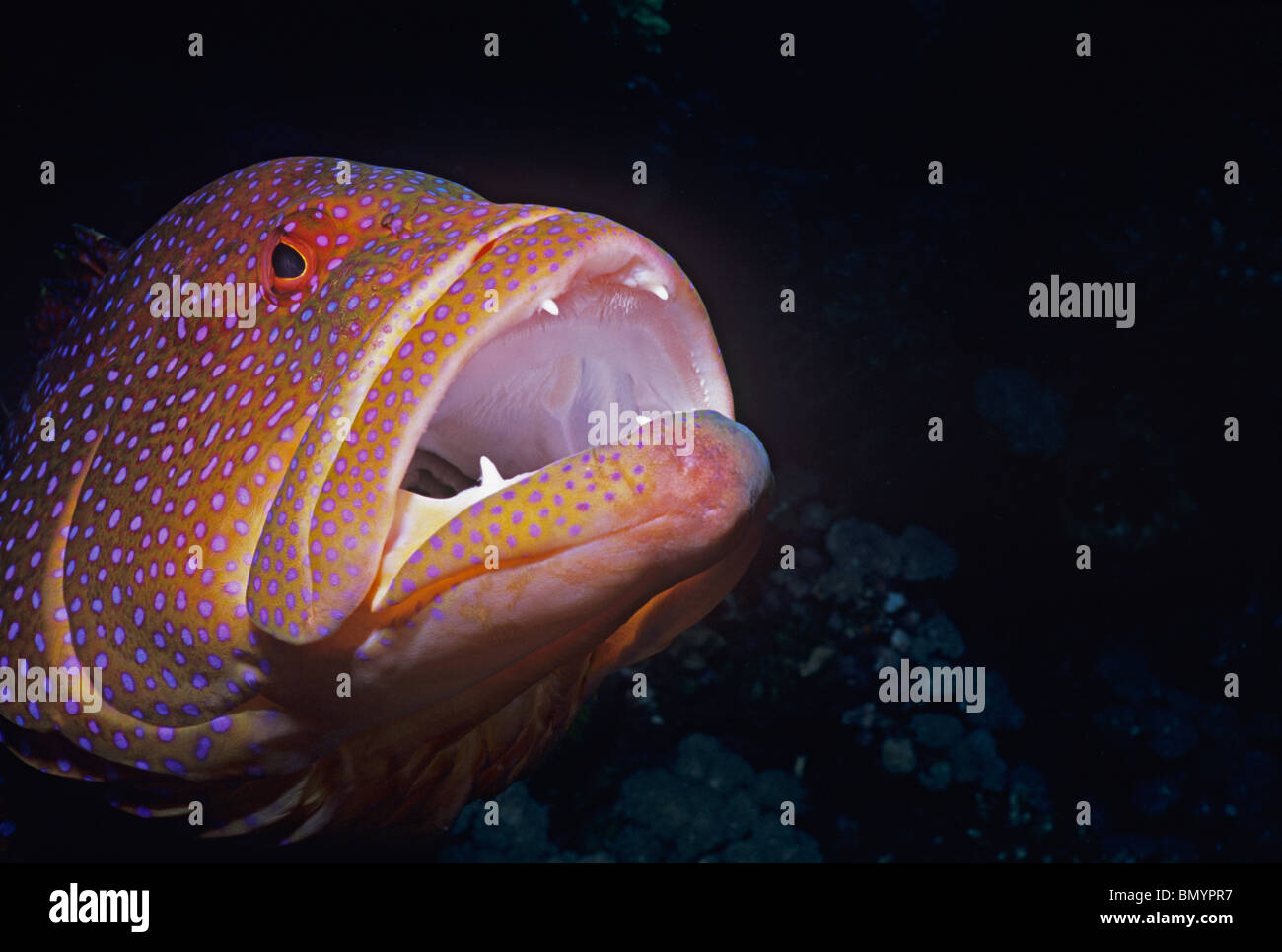 Lunartail Grouper (Variola louti). Egypt - Red Sea Stock Photo - Alamy