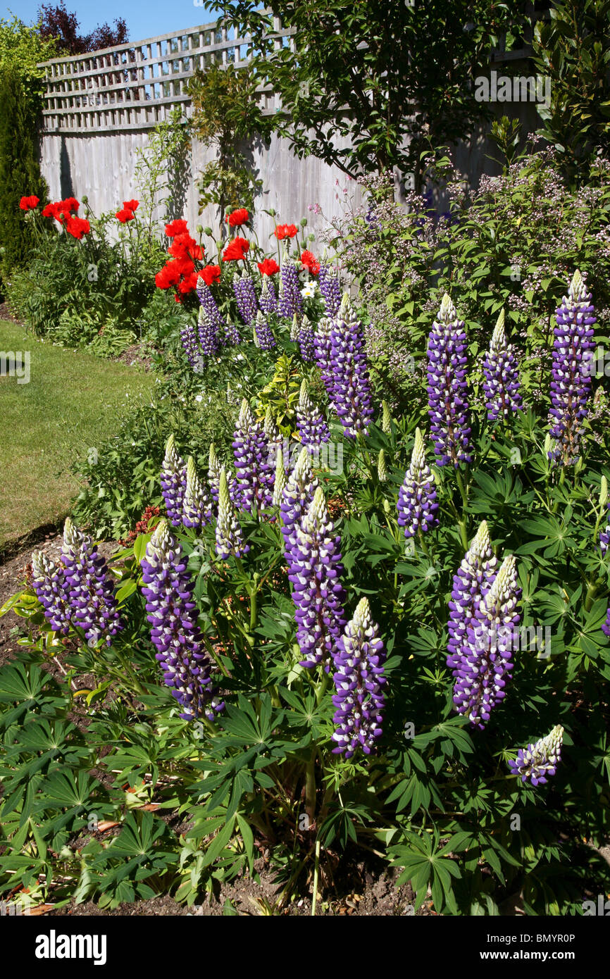 English Country Garden - Lupin, The Govenor (Lupinus Polyphyllus Stock ...