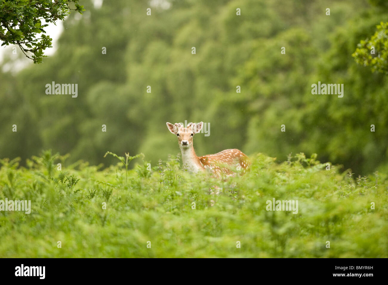Fallow buck hi-res stock photography and images - Alamy