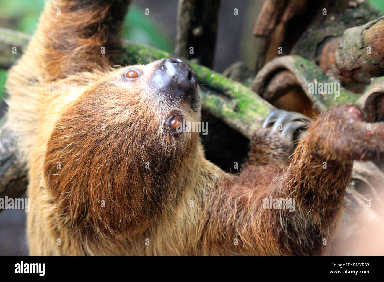 Three Toed Sloth Stock Photo - Alamy