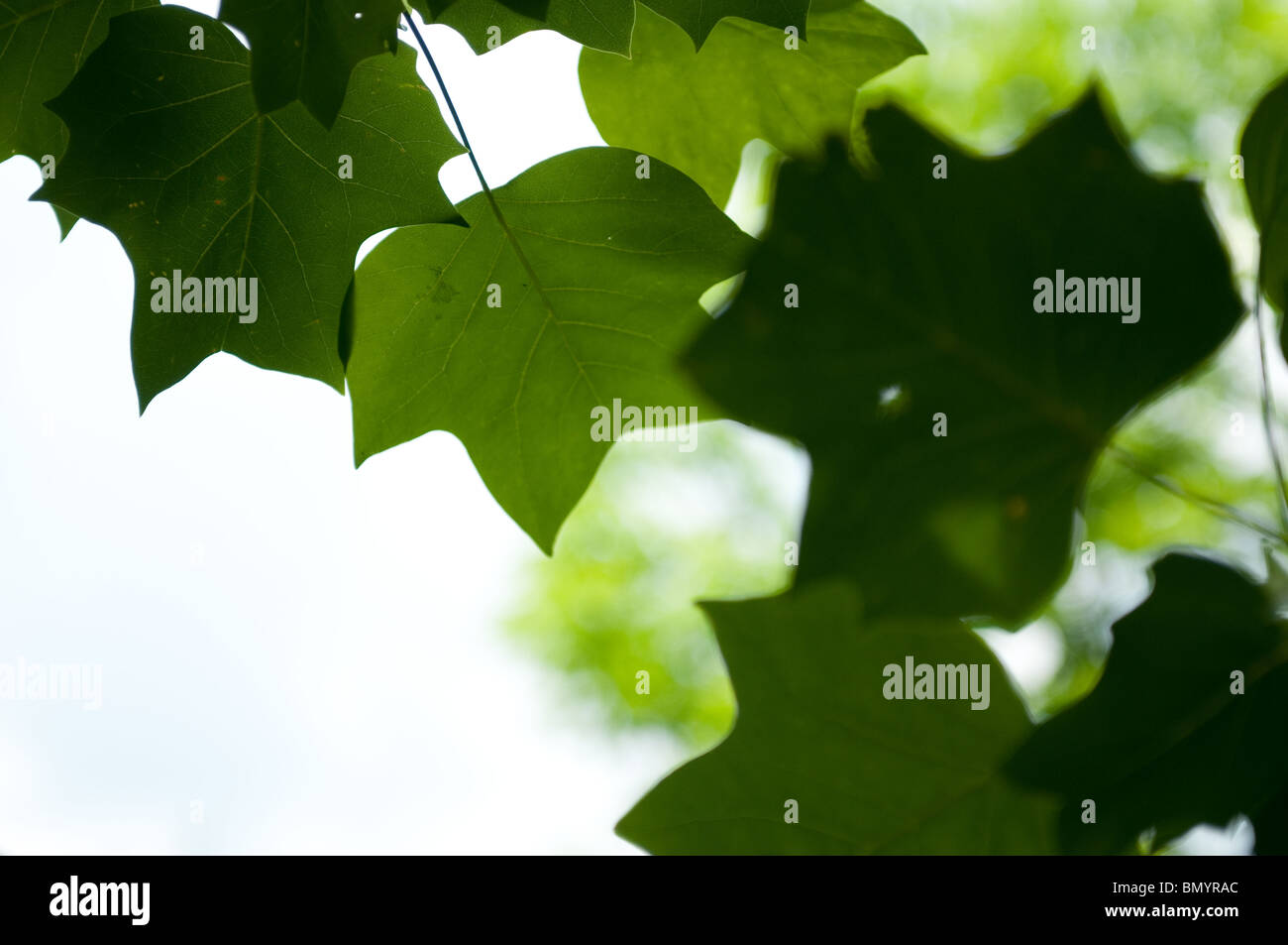 Sumer plant hi-res stock photography and images - Alamy