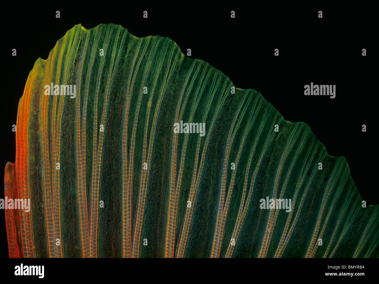 Blackspotted Sweetlips Fish (Plectorhinchus) - Pectoral Fin. Egypt ...