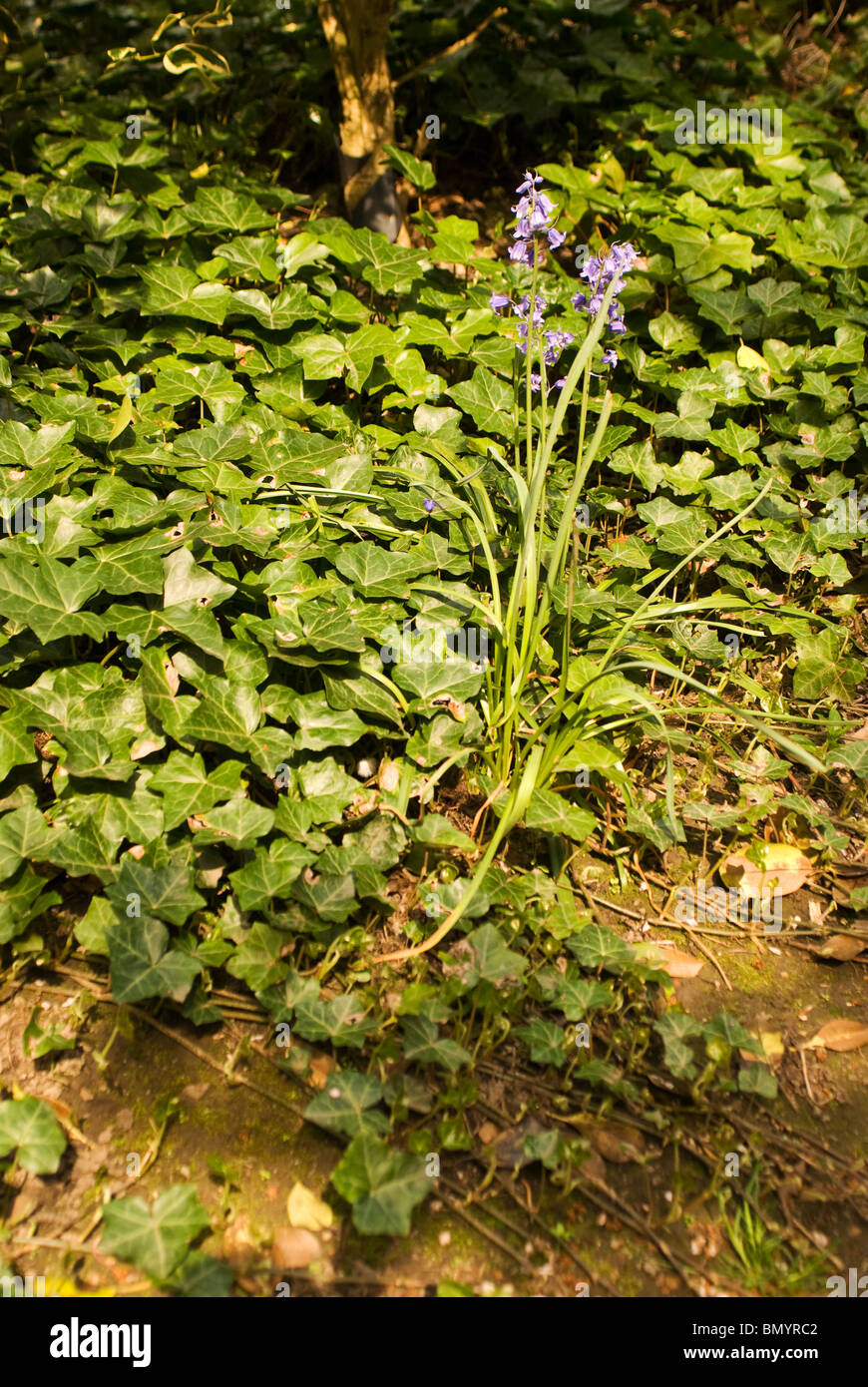 Blue bells hi-res stock photography and images - Alamy