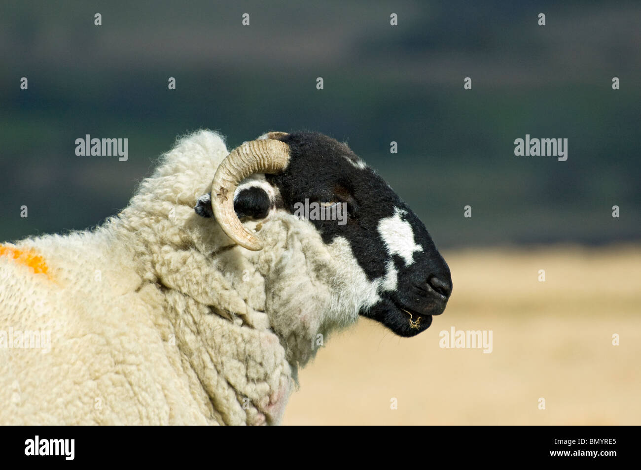 Swaledale sheep in the Forest of Bowland, Lancashire, England, UK Stock ...
