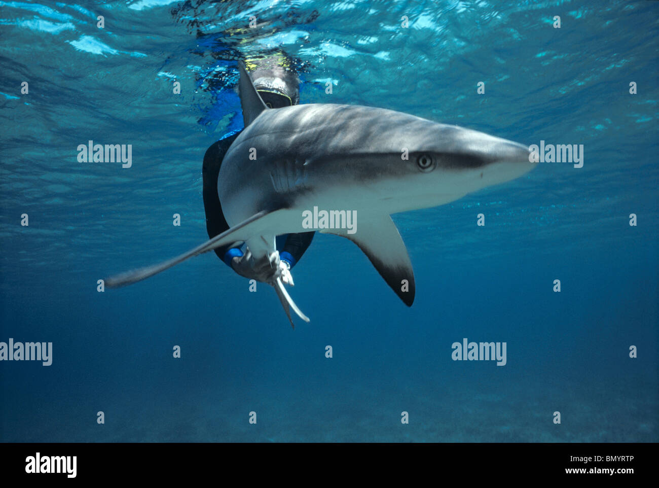 Watson and the shark hi-res stock photography and images - Alamy