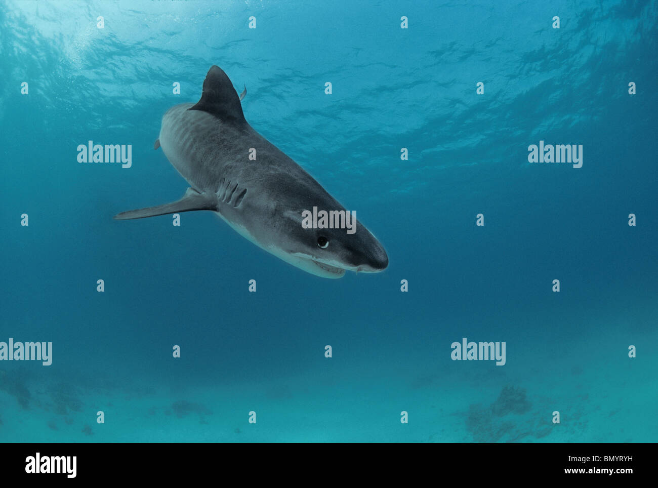 Tiger Shark (Galeocerdo cuvier), Egypt - Red Sea Stock Photo - Alamy