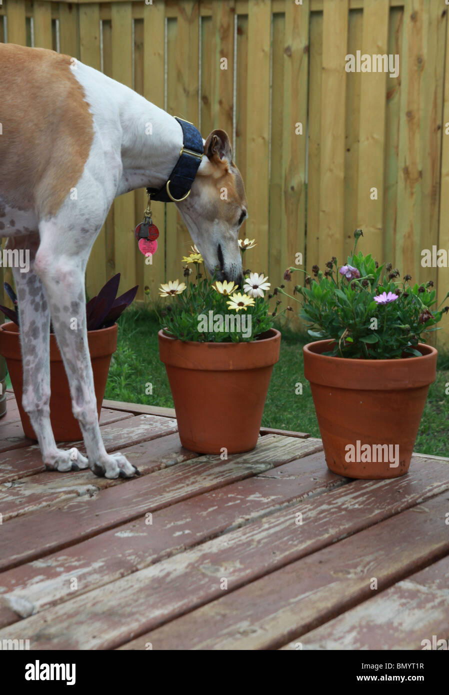 Dog Sniffing Flower High Resolution Stock Photography and Images - Alamy