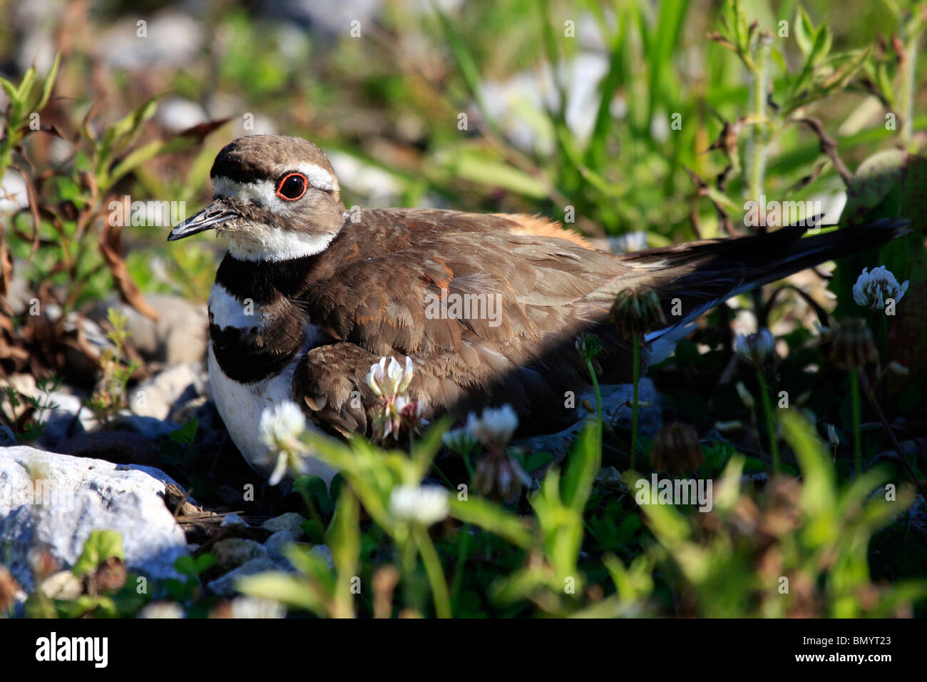 Killdeer on nest Stock Photo - Alamy