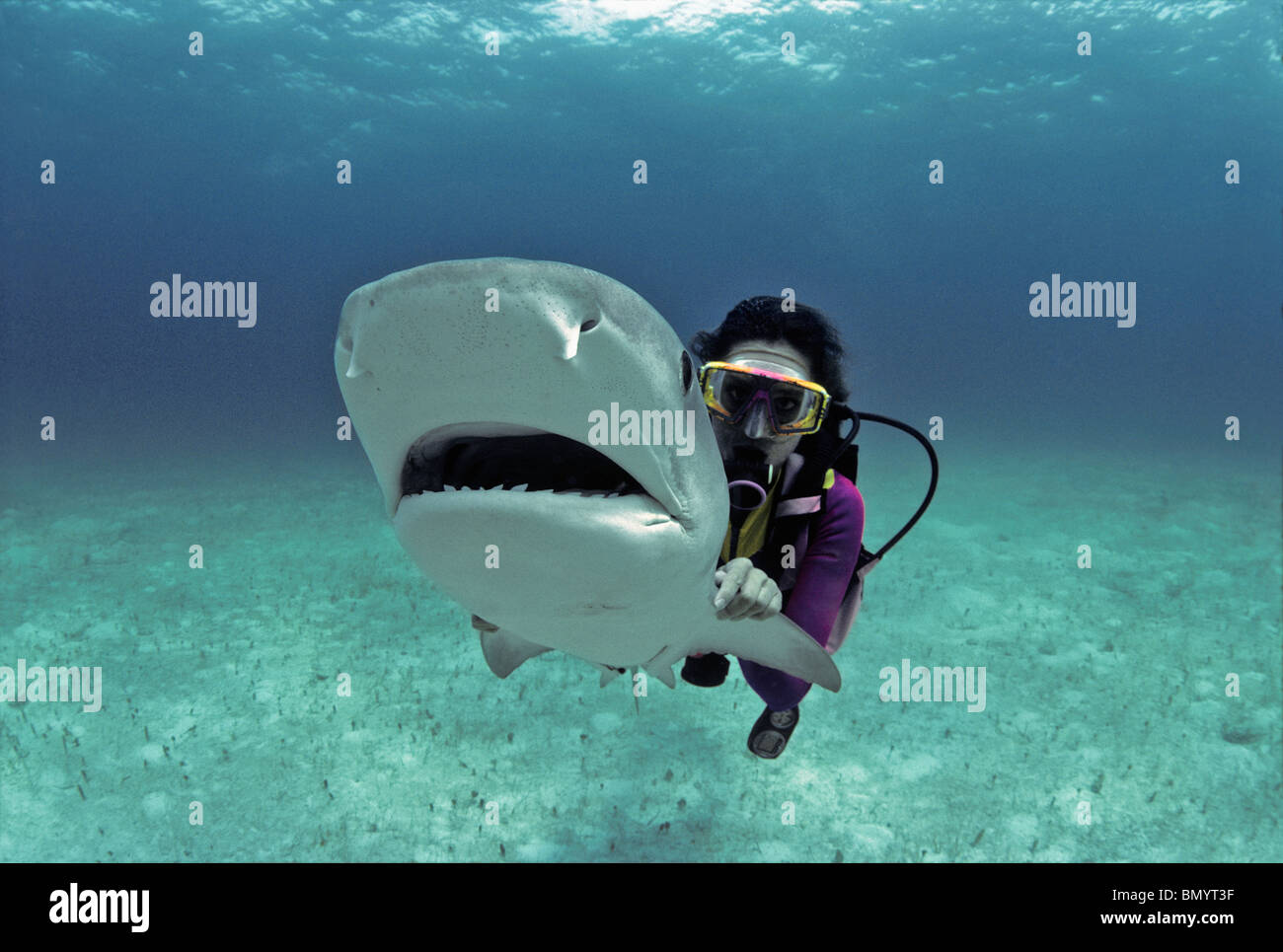 Scientsist revives and saves Tiger Shark (Galeocerdo cuvier) by forcing ...
