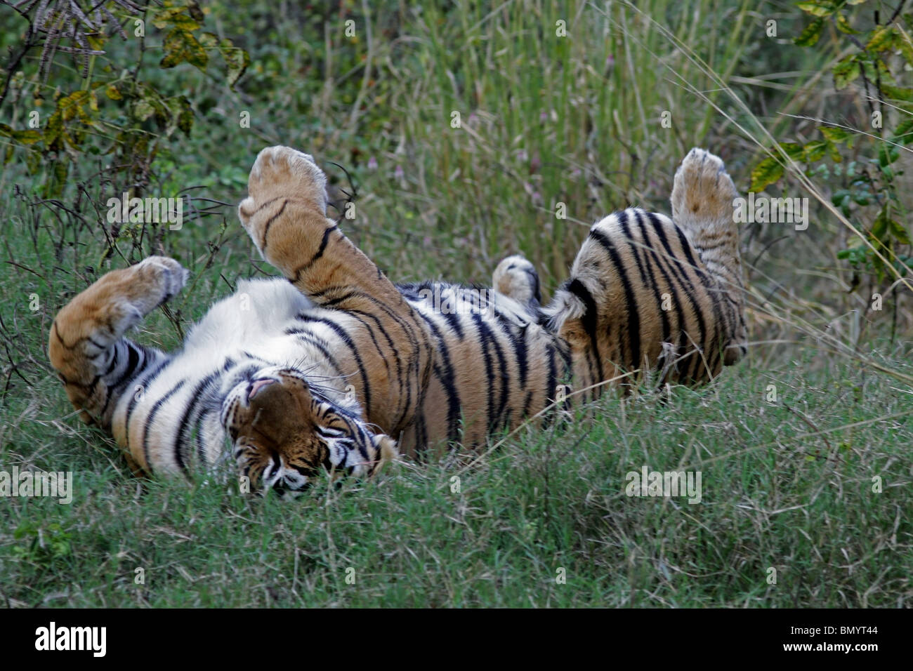 Tiger rolling in green grass in Ranthambhore National Park, India Stock ...