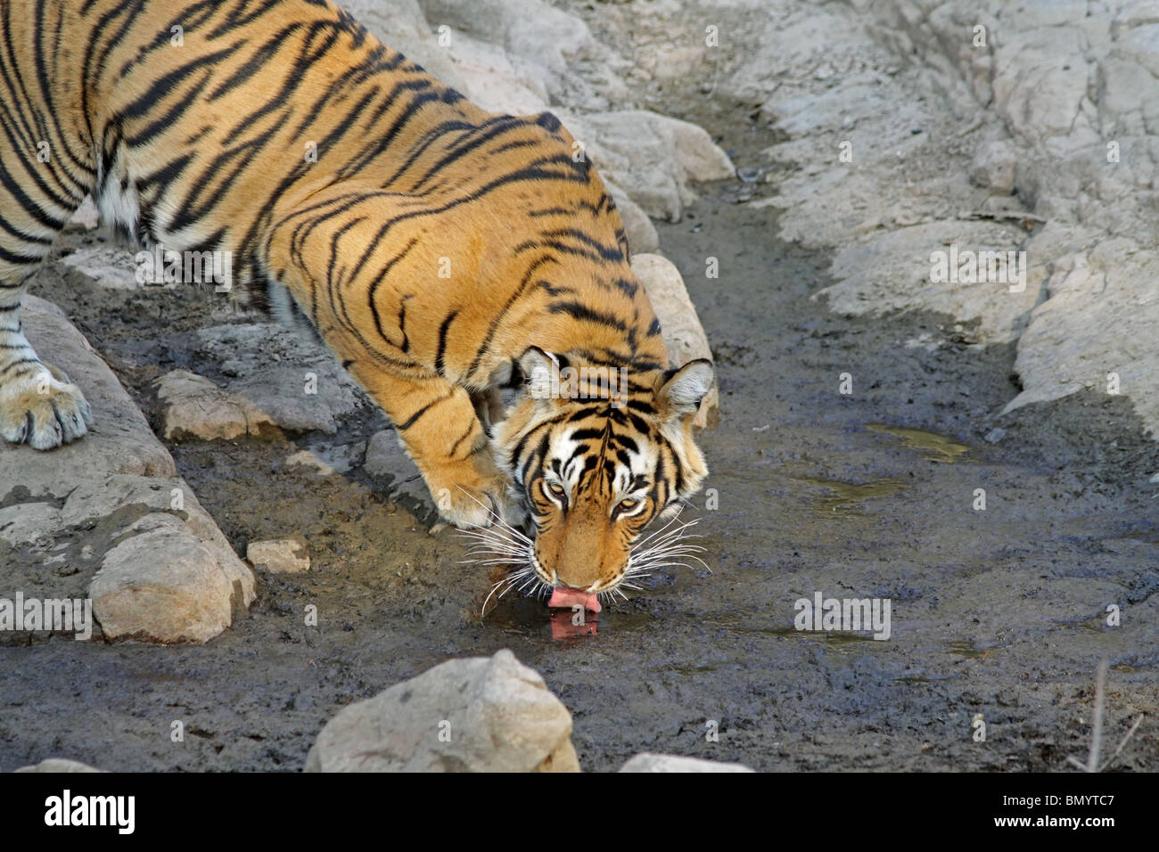 Tiger drinking water from a tiny water hole in Ranthambhore National ...