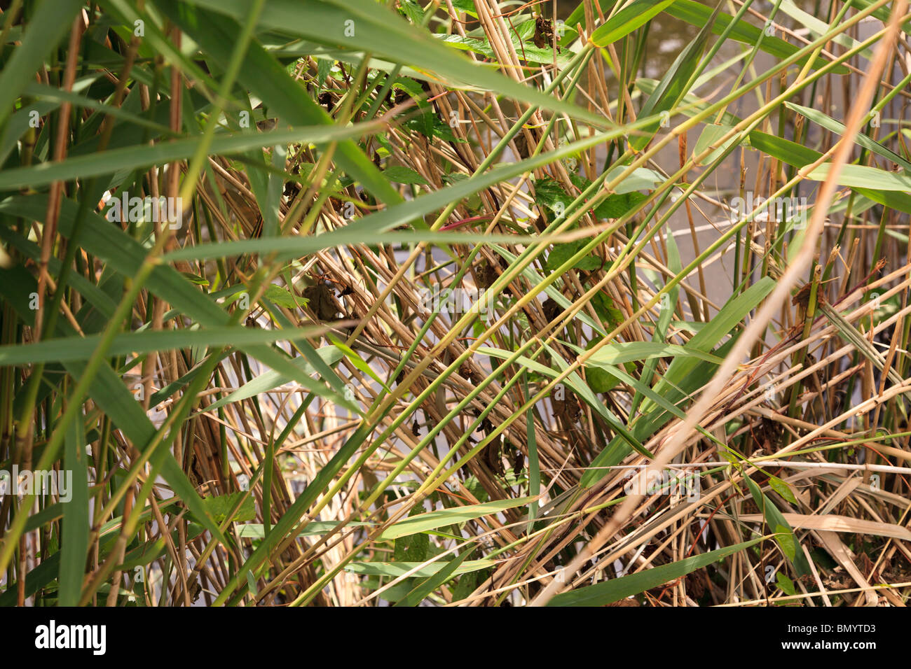 confusion of water reeds at the edge of a creek Stock Photo - Alamy