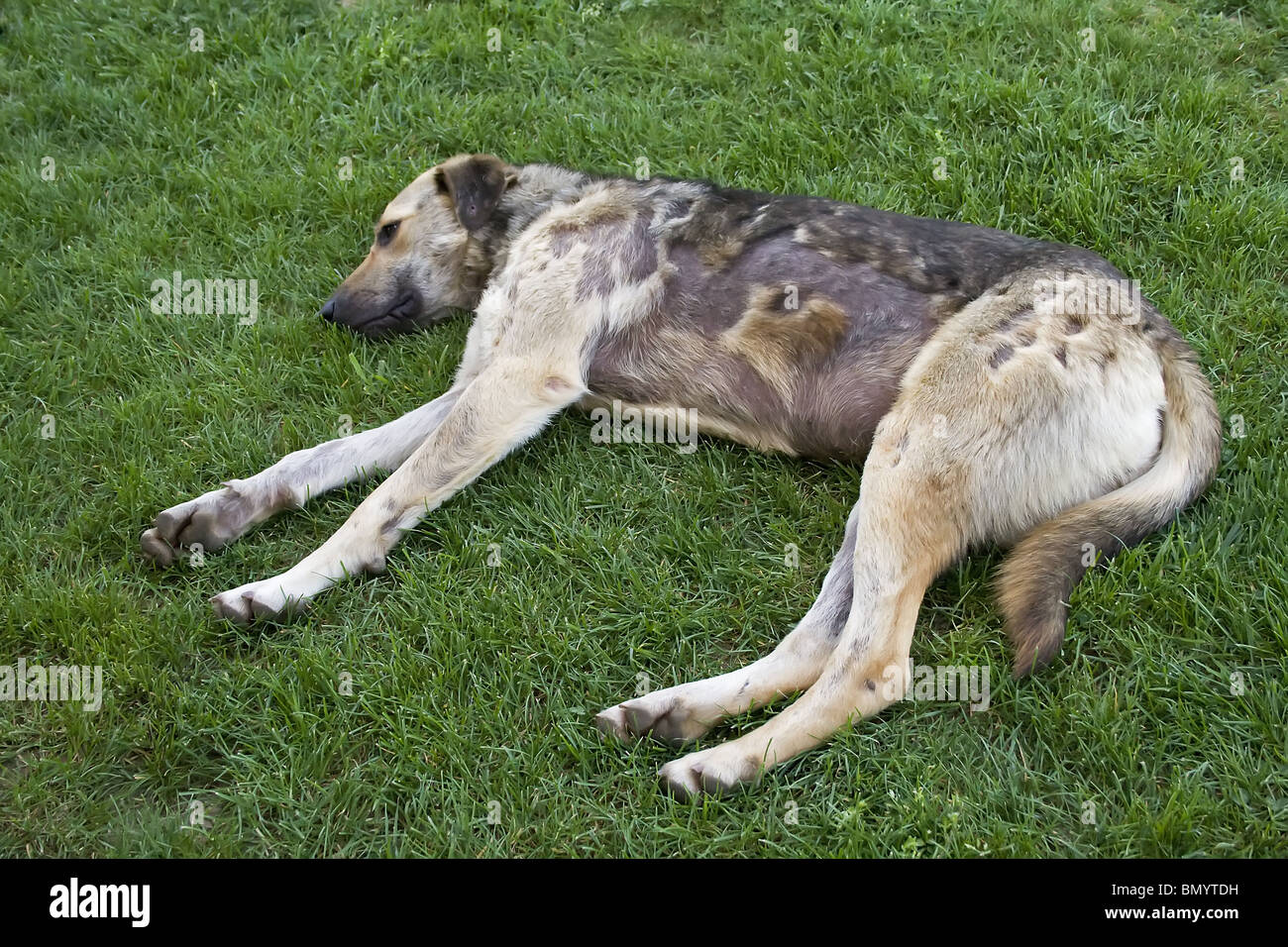Sick Dog Breed High Resolution Stock Photography and Images - Alamy