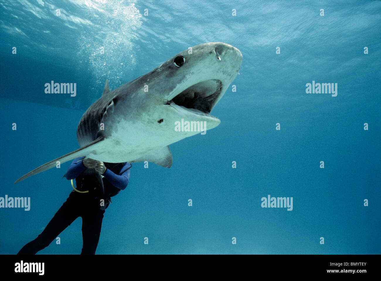 Shark handler revives Tiger Shark (Galeocerdo cuvier) hooked on long ...