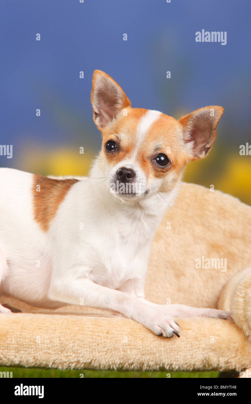 Chihuahua, smooth haired Stock Photo - Alamy